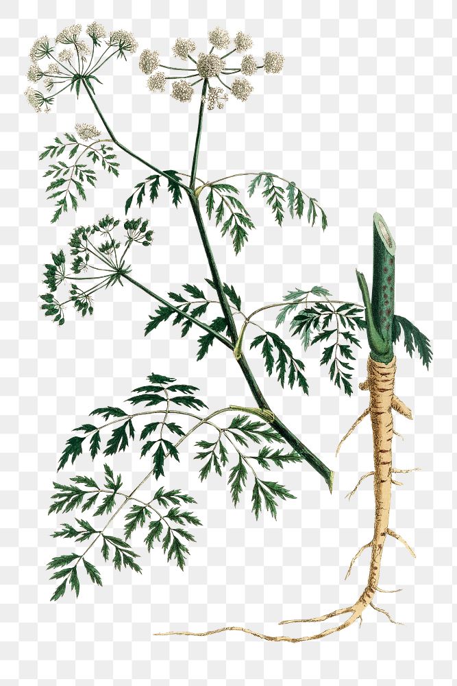 Yellow hemlock flowers png botanical | Premium PNG Sticker - rawpixel