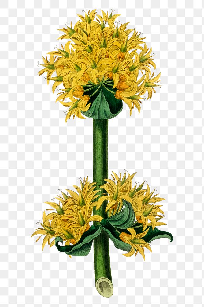 Hand drawn yellow gentian flowers | Free PNG Sticker - rawpixel