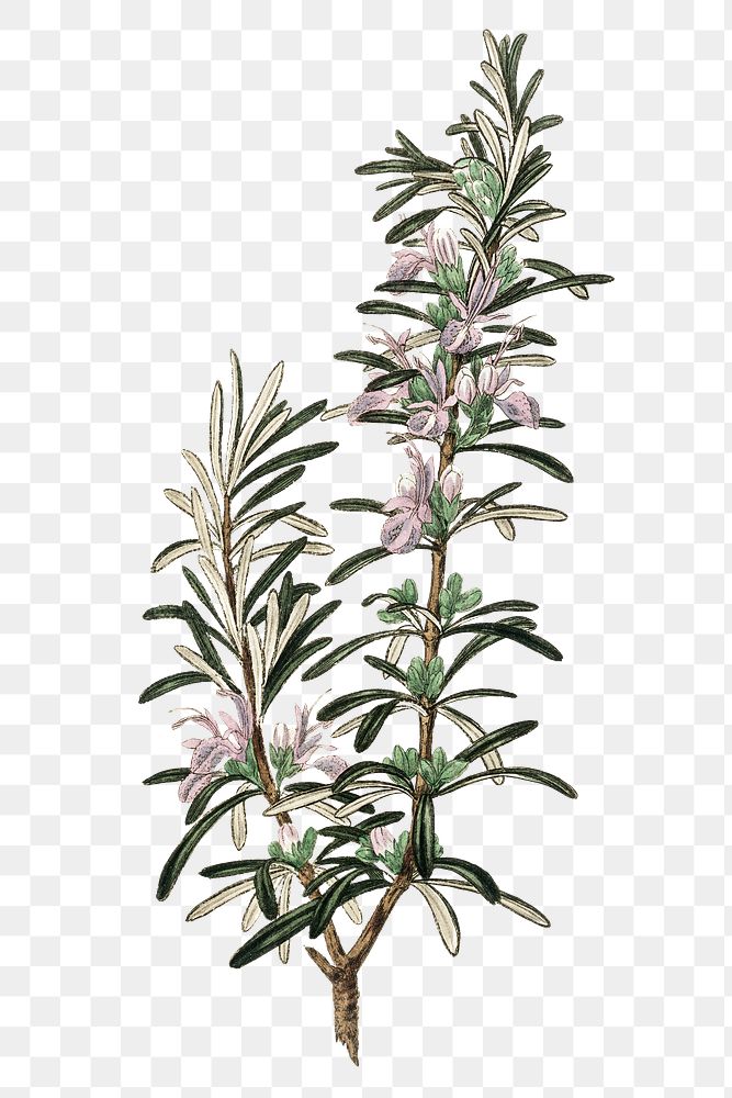 Botanical Illustration Rosemary Images | Free Photos, PNG Stickers ...