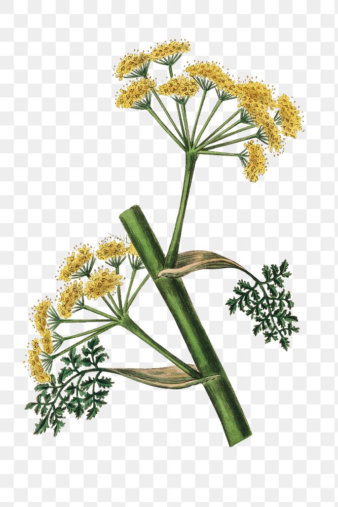 Ferula persica yellow png flowers | Free PNG Sticker - rawpixel