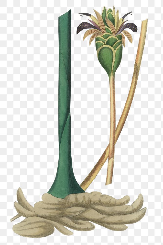 Vintage ginger flowers png with roots | Premium PNG Sticker - rawpixel