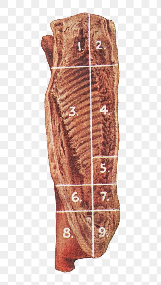 Vintage cuts bacon number design | Premium PNG Sticker - rawpixel