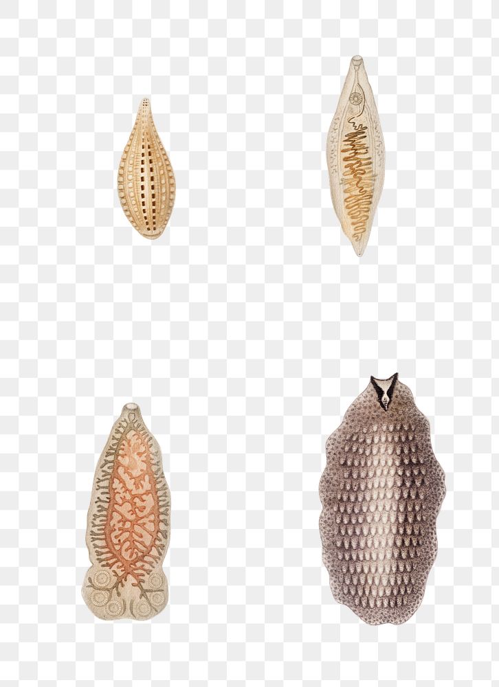 Vintage png flatworm hand drawn, | Premium PNG - rawpixel