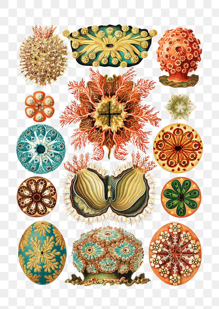 Vintage tunicates marine life illustrations | Premium PNG - rawpixel