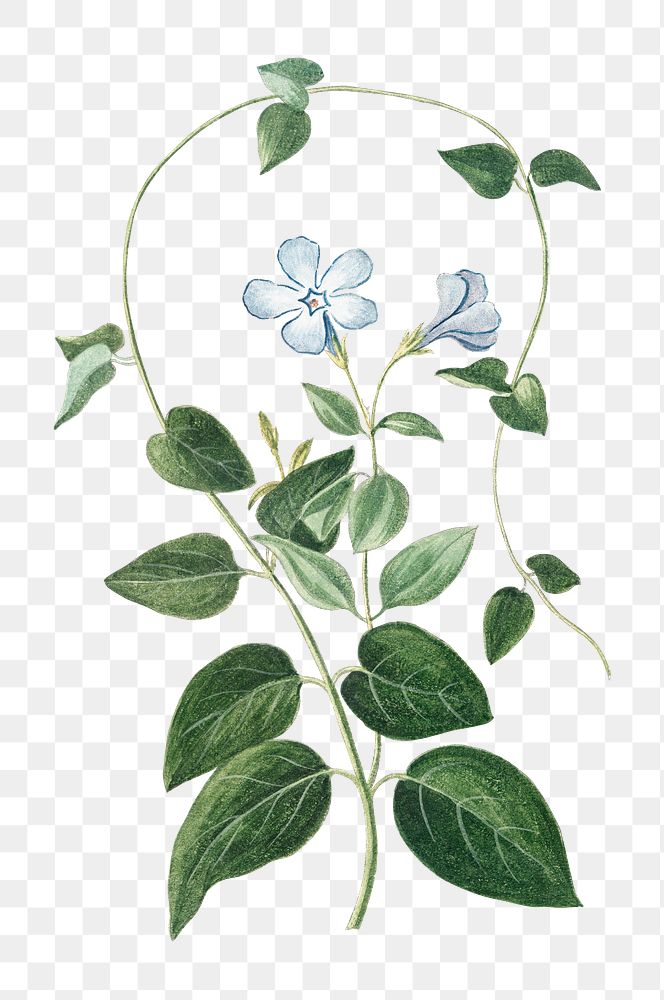 Periwinkle transparent png | Premium PNG Sticker - rawpixel