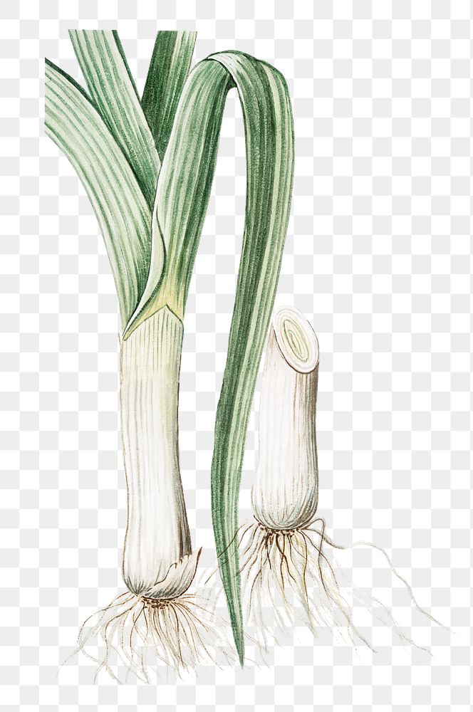 Leek roots transparent png | Free PNG Sticker - rawpixel