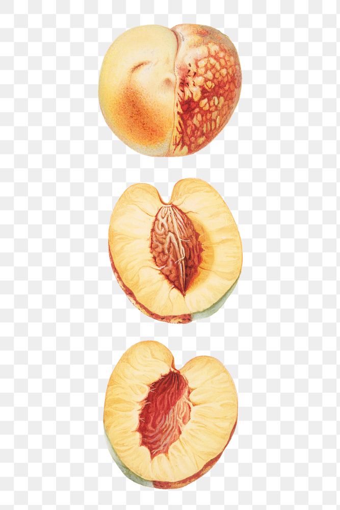 Hand drawn nectarine fruit design | Premium PNG - rawpixel