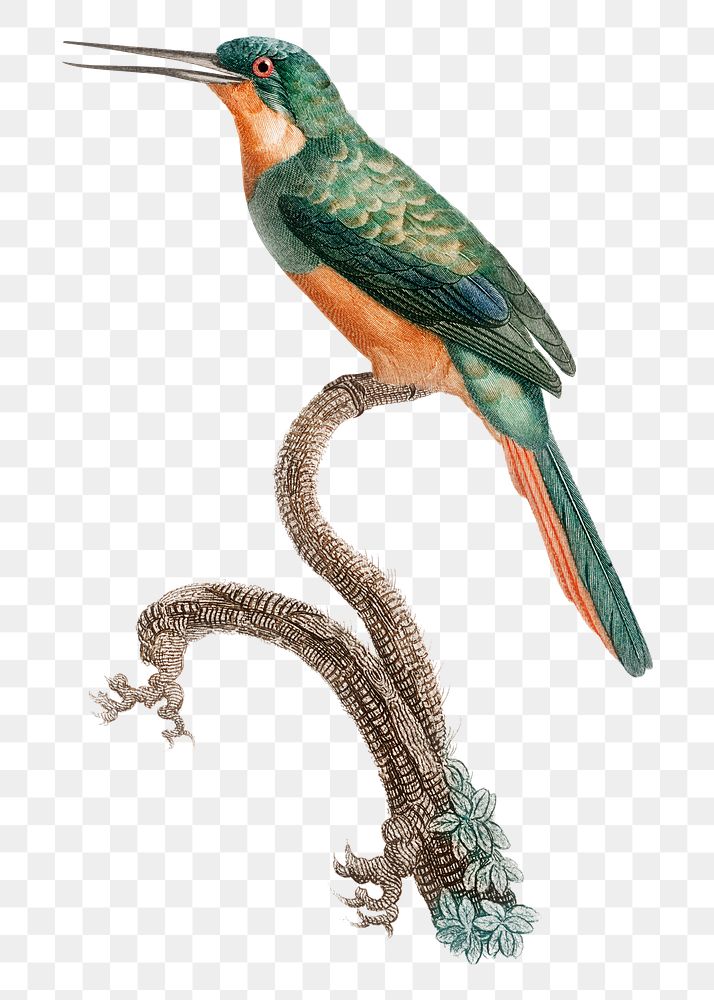 Rufous-tailed Jacamar bird png vintage | Premium PNG Sticker - rawpixel