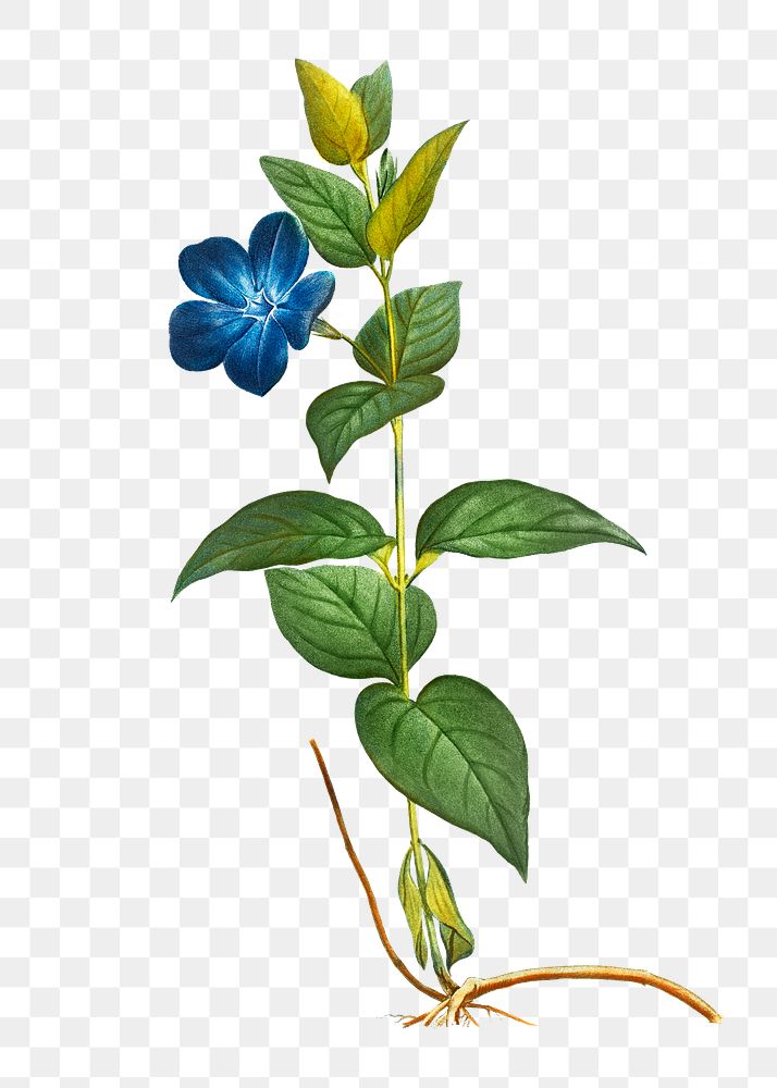Blooming greater periwinkle transparent png | Premium PNG Sticker ...