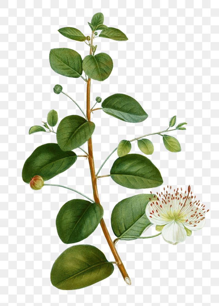 Blooming caper plant transparent png | Premium PNG Sticker - rawpixel