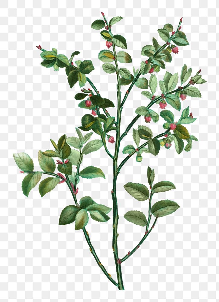 European blueberry plant transparent png | Premium PNG Sticker - rawpixel