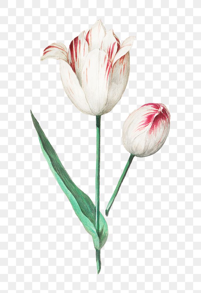 Vintage tulip flower illustration | Premium PNG Sticker - rawpixel