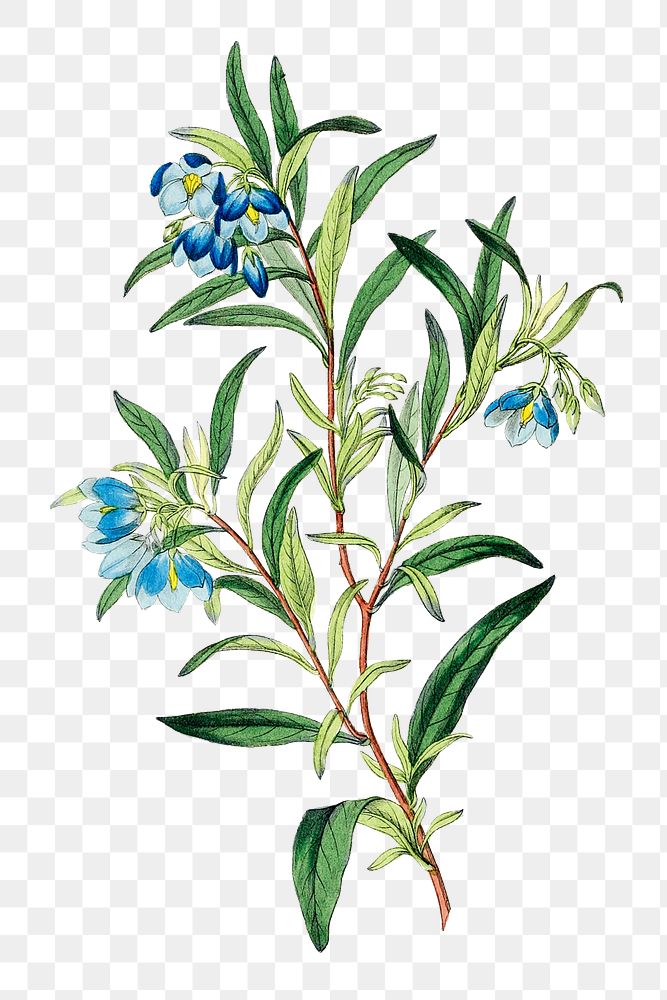 Vintage sollya flower png blooming | Premium PNG Sticker - rawpixel