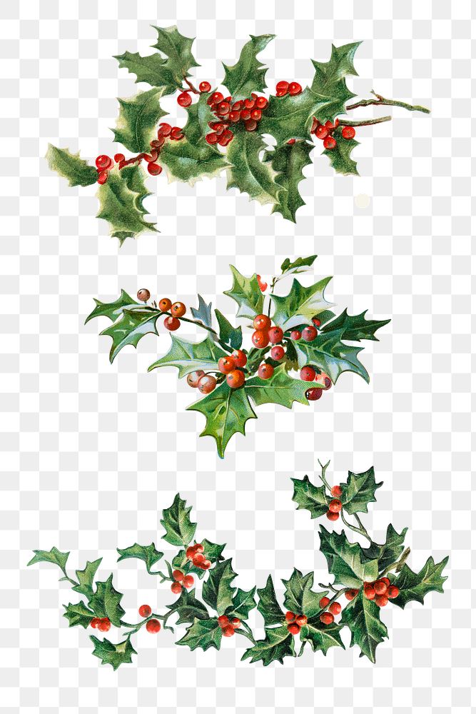 Festive holly leaves set transparent | Premium PNG - rawpixel