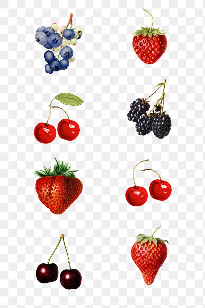 Detailed mixed berry drawings set | Premium PNG - rawpixel