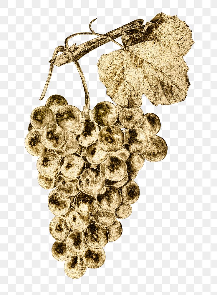 Gold grapes sticker design element | Premium PNG Sticker - rawpixel
