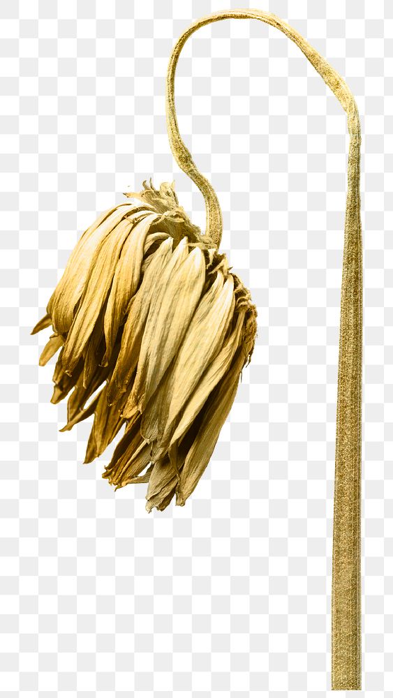 Wilted Plant Images | Free Photos, PNG Stickers, Wallpapers ...