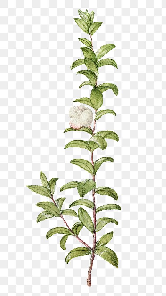 Vintage Myrtle png illustration botanical | Premium PNG Sticker - rawpixel