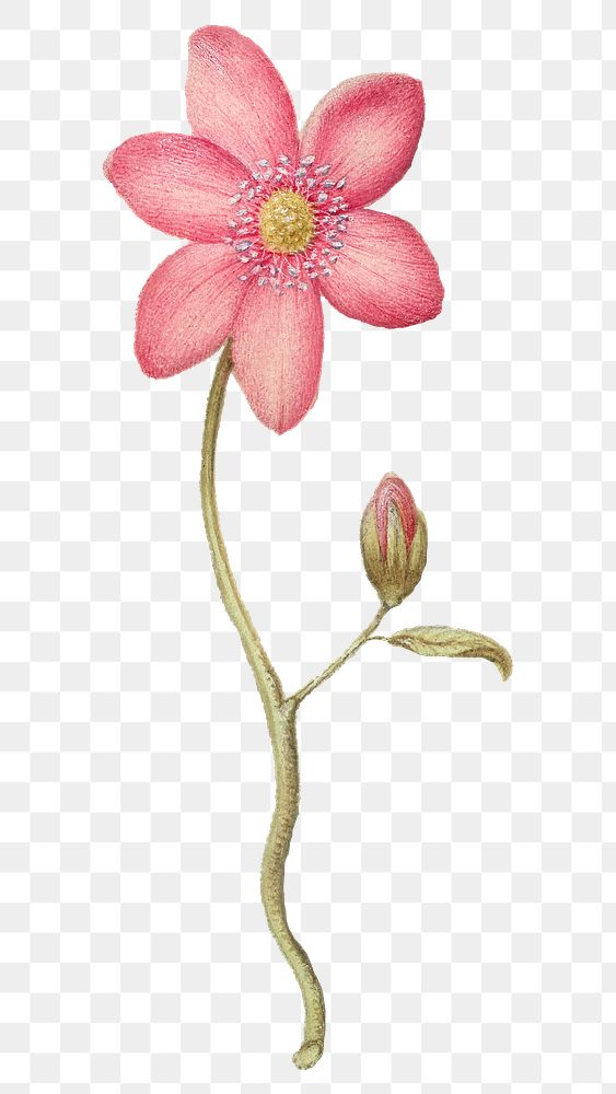 Hand drawn Christmas rose png | Premium PNG Sticker - rawpixel