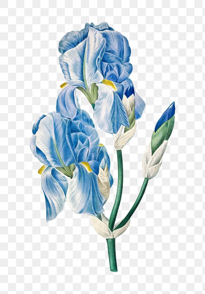 Vintage png Iris Pallida flower | Premium PNG Sticker - rawpixel