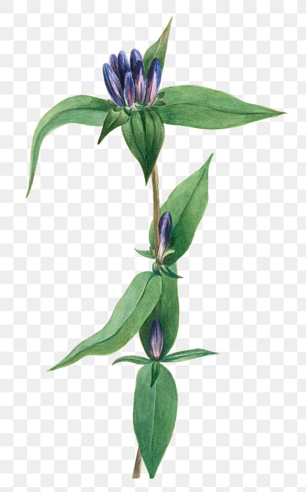 Bottle gentian blossom png illustration | Free PNG Sticker - rawpixel