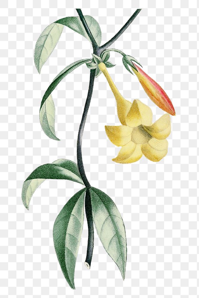 Allamanda Images | Free Photos, PNG Stickers, Wallpapers & Backgrounds ...