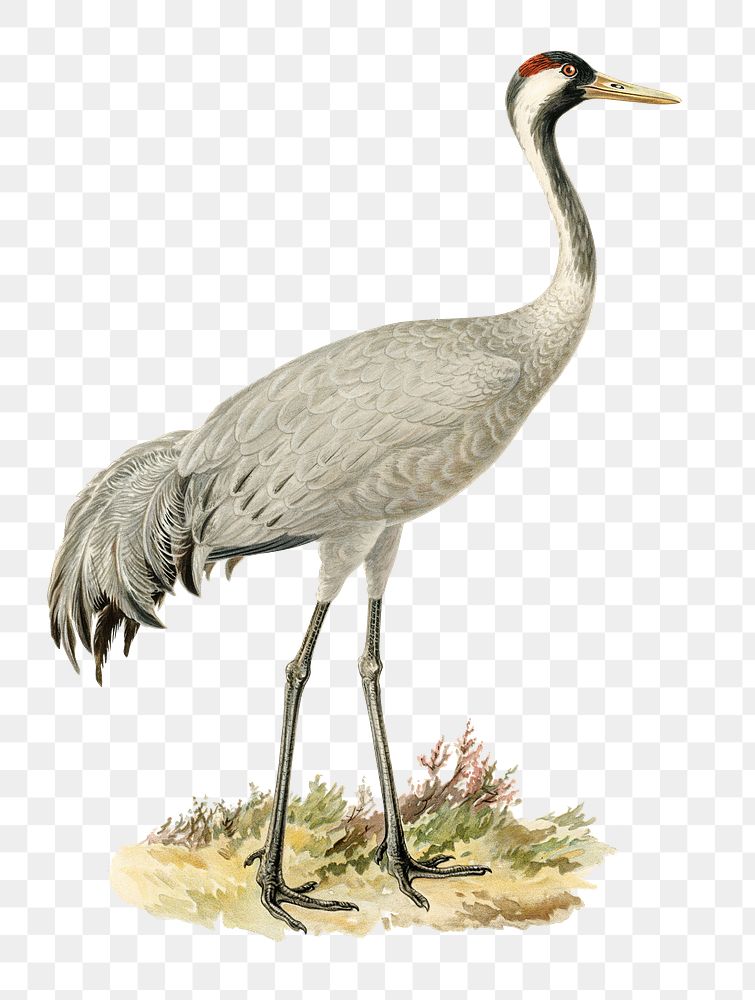 Png sticker common crane bird | Premium PNG Sticker - rawpixel