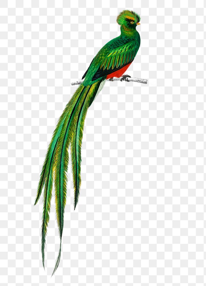 Vintage pavonine quetzal bird | Free PNG Sticker - rawpixel