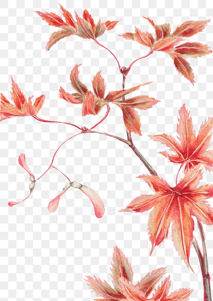 Vintage Japanese maple tree png | Free PNG Sticker - rawpixel