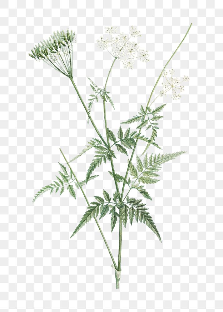 Turnip-rooted chervil