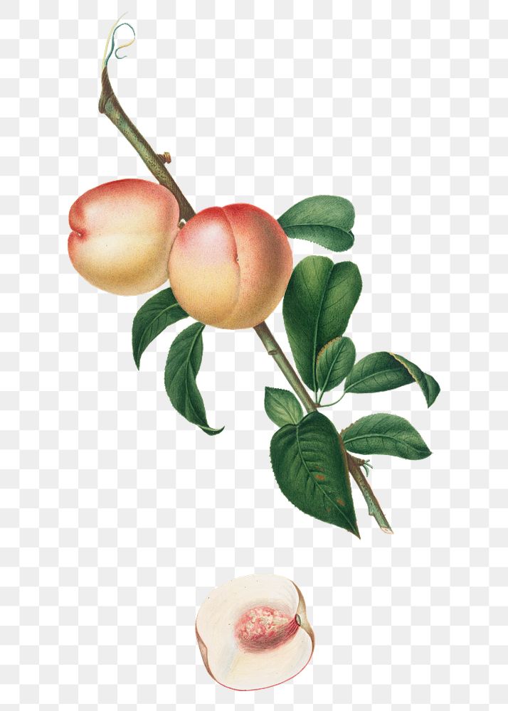 Hand drawn peach fruit design | Free PNG Sticker - rawpixel
