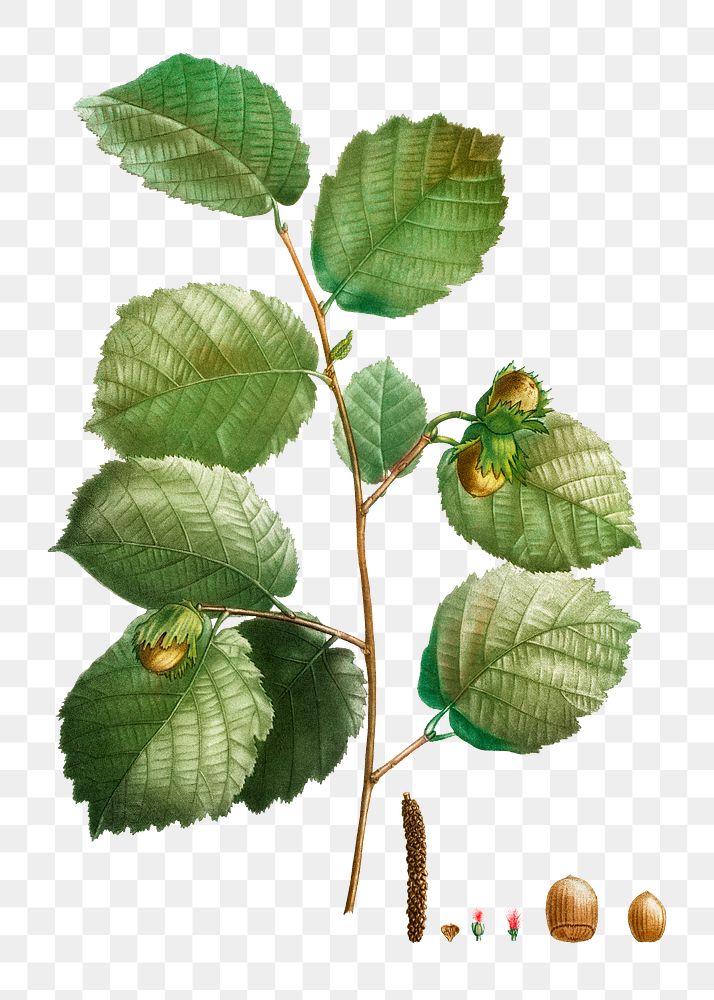 Hazelnut Tree Images | Free Photos, PNG Stickers, Wallpapers ...