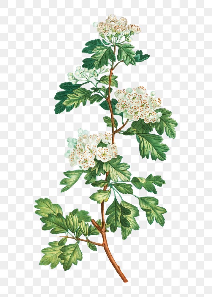 Midland hawthorn plant transparent png | Free PNG Sticker - rawpixel
