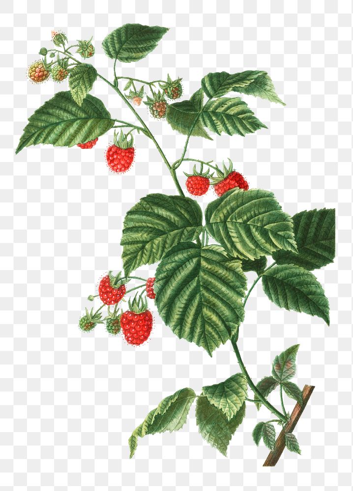 Raspberry branch | Free stock illustration | High Resolution graphic