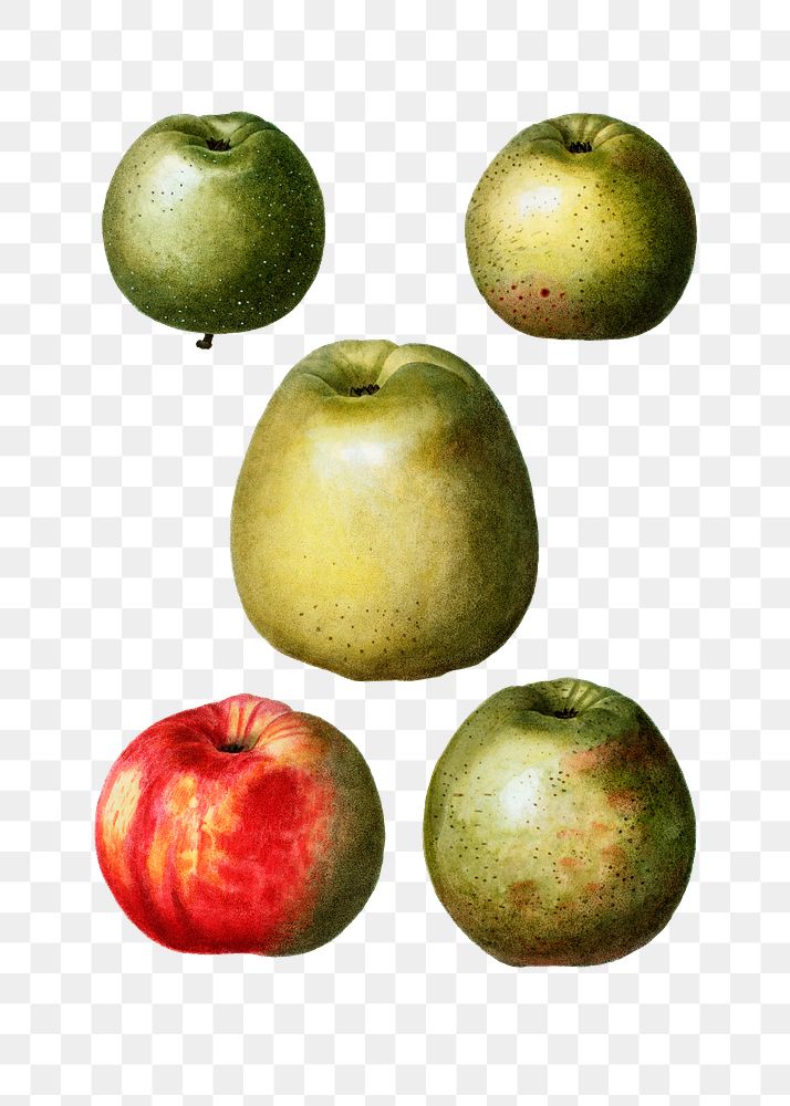 Various of apple shapes transparent | Free PNG Sticker - rawpixel