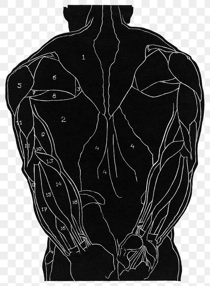 Back muscles png human anatomy, | Free PNG Sticker - rawpixel