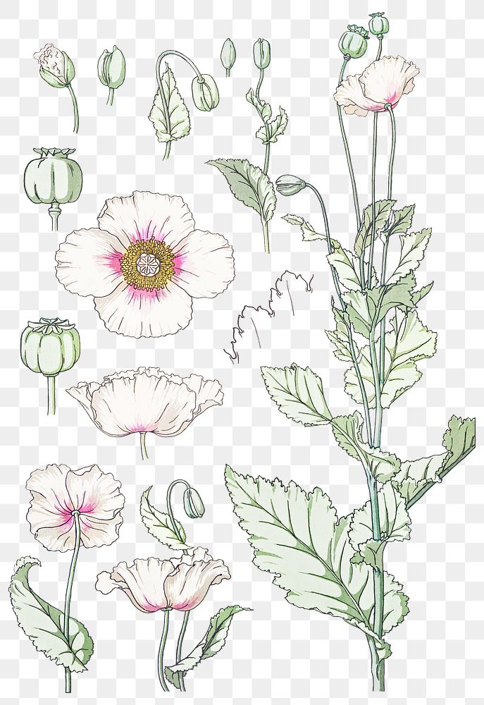 Vintage poppy flower parts transparent | Premium PNG Sticker - rawpixel
