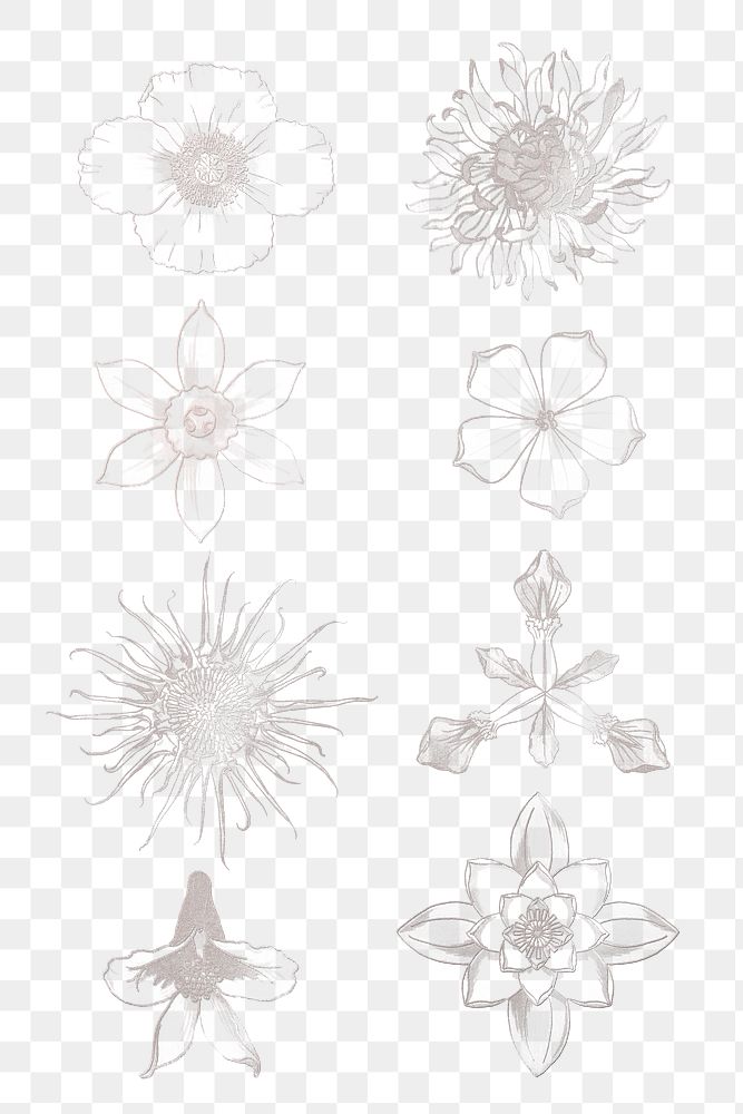 Line drawing flower set transparent | Free PNG - rawpixel