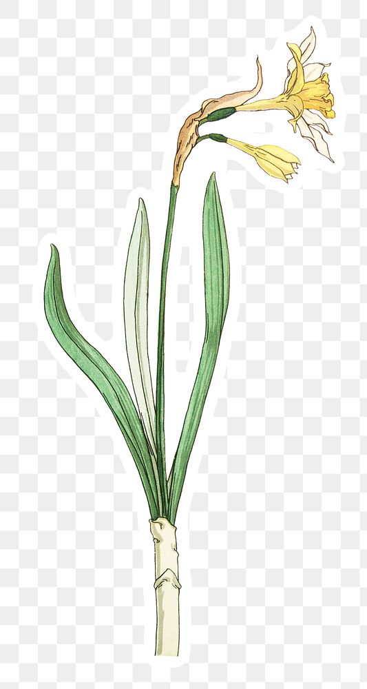 Vintage jonquil flower sticker with white | Free PNG Sticker - rawpixel