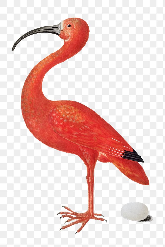 Scarlet ibis bird with an | Premium PNG Sticker - rawpixel