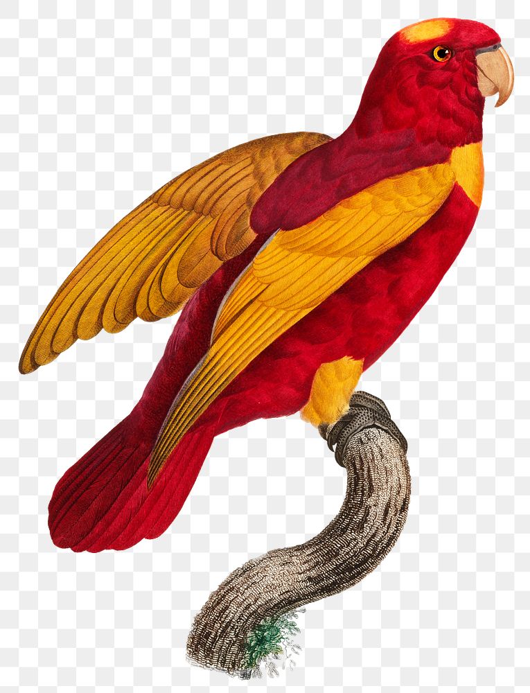 Red-and-gold Lory Images | Free Photos, PNG Stickers, Wallpapers ...