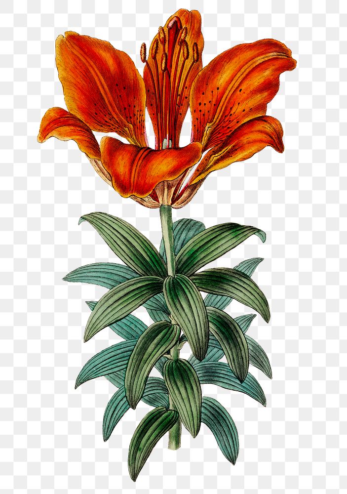Red lily blossom png illustration | Free PNG Sticker - rawpixel