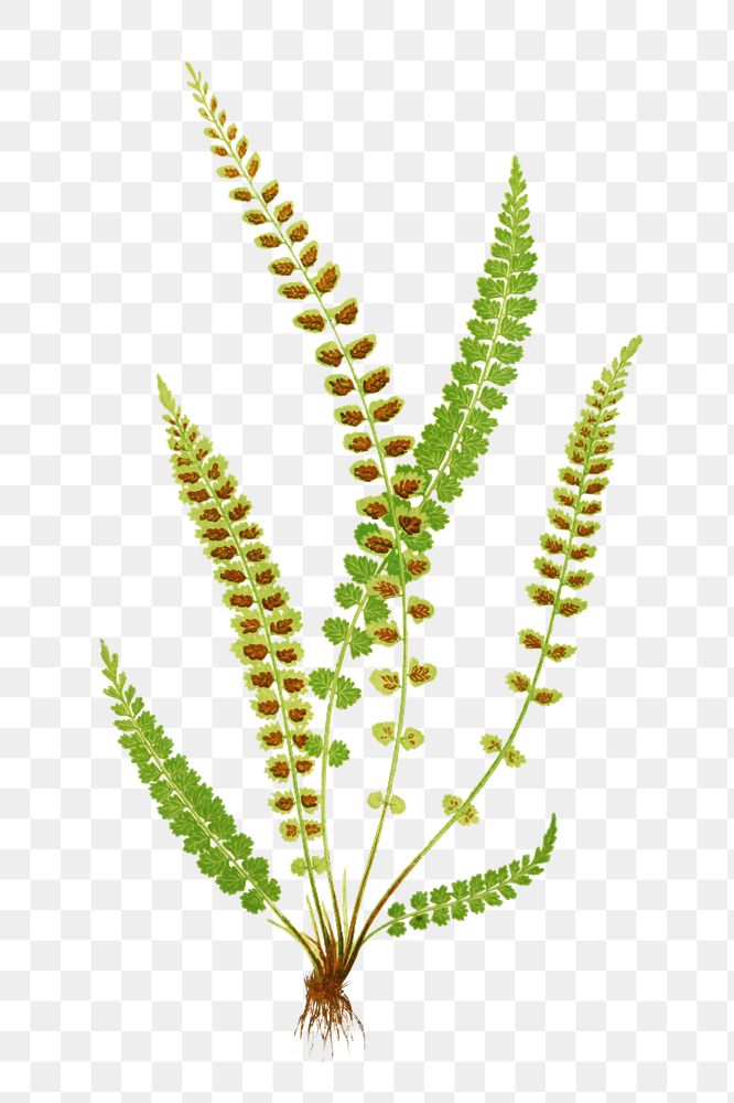 Asplenium Viride (Green Spleenwort) fern | Premium PNG Sticker - rawpixel