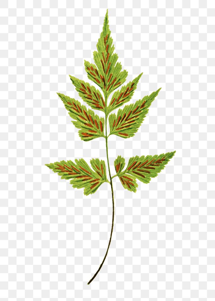 Asplenium pumilum fern leaf illustration | Premium PNG Sticker - rawpixel