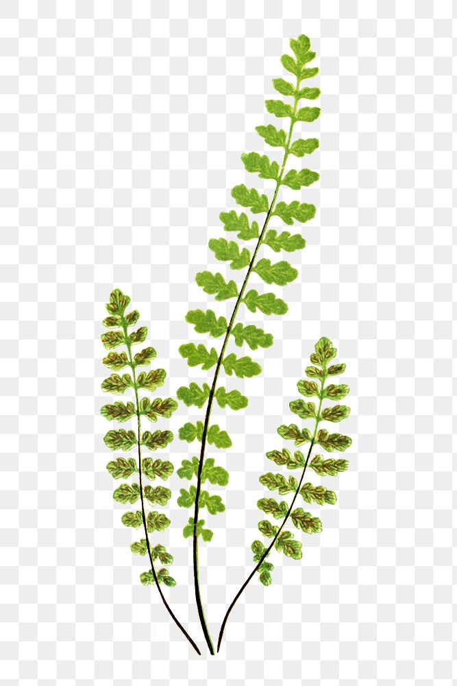 Asplenium Petrarchae fern leaf illustration | Premium PNG Sticker ...