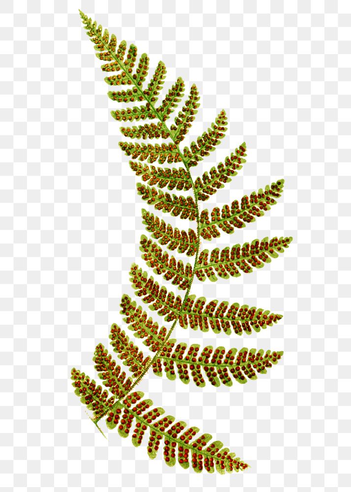 Polypodium Spectabile–Pinna fern leaf illustration | Free PNG Sticker ...