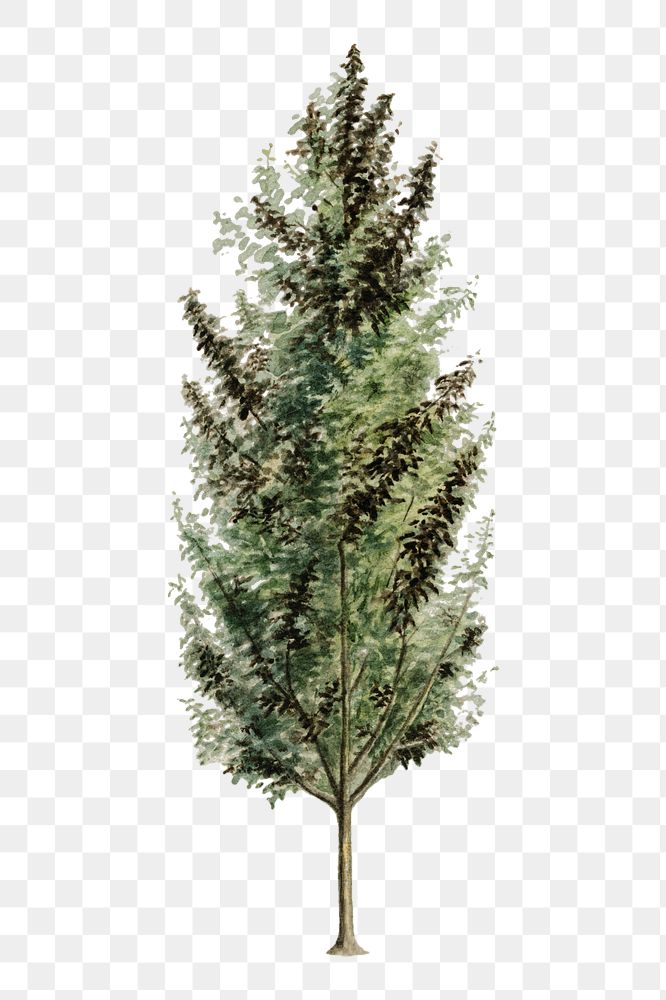 Vintage pear tree transparent png. | Premium PNG Sticker - rawpixel