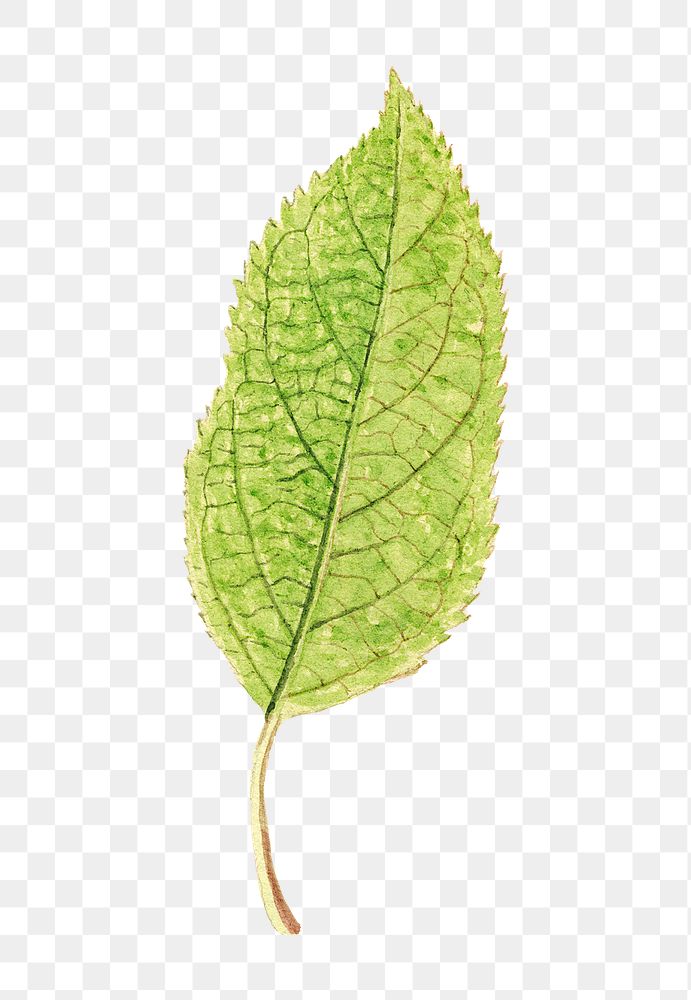 Vintage apple leaf transparent png. | Free PNG Sticker - rawpixel