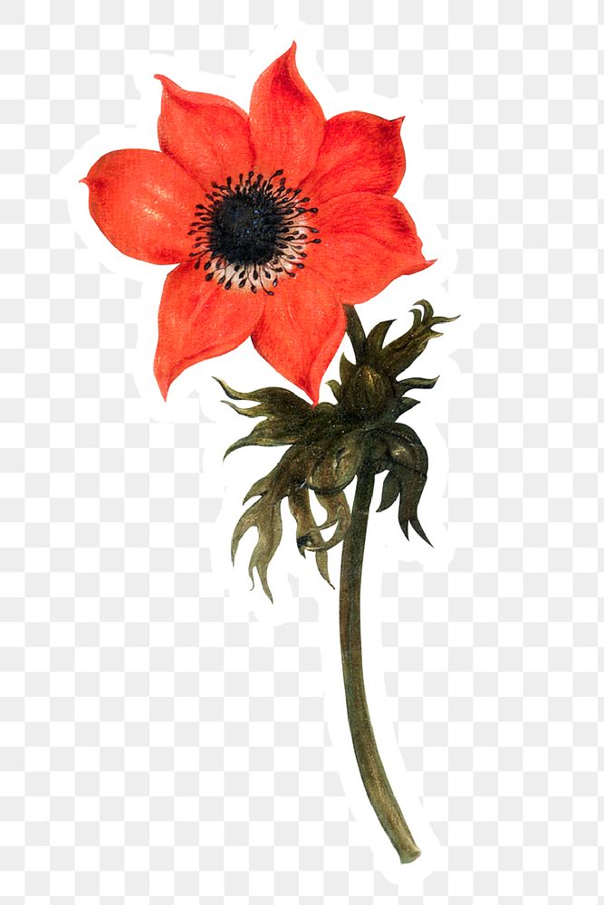 Vintage red flower sticker with white | Free PNG Sticker - rawpixel