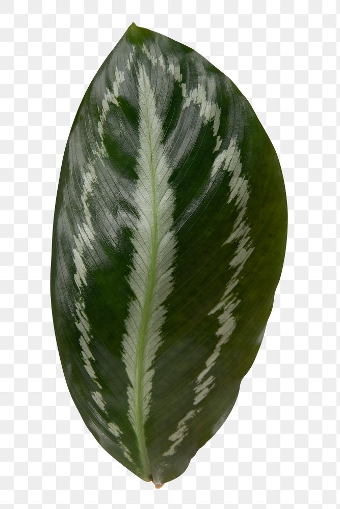 Calathea leaf png plant mockup | Premium PNG Sticker - rawpixel